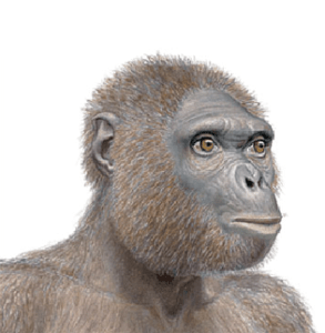 Ardipithecus ramidus - Un Historiador