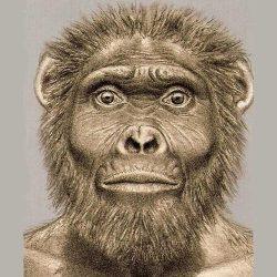 Australopithecus garhi - Un Historiador